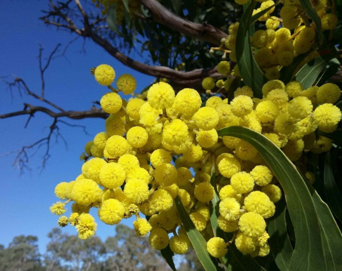 Wattle - The Recipe Website